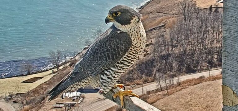 New report shows peregrine falcons thriving thanks to We Energies and ...