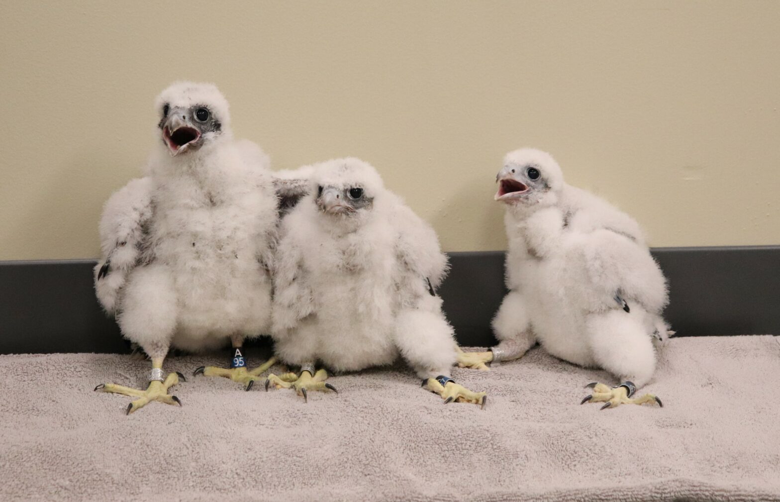 We Energies marks 30th year restoring Wisconsin’s peregrine falcon ...