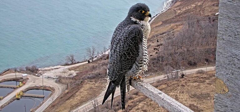 Signs Of Spring Peregrine Falcons Return To We Energies Power Plants