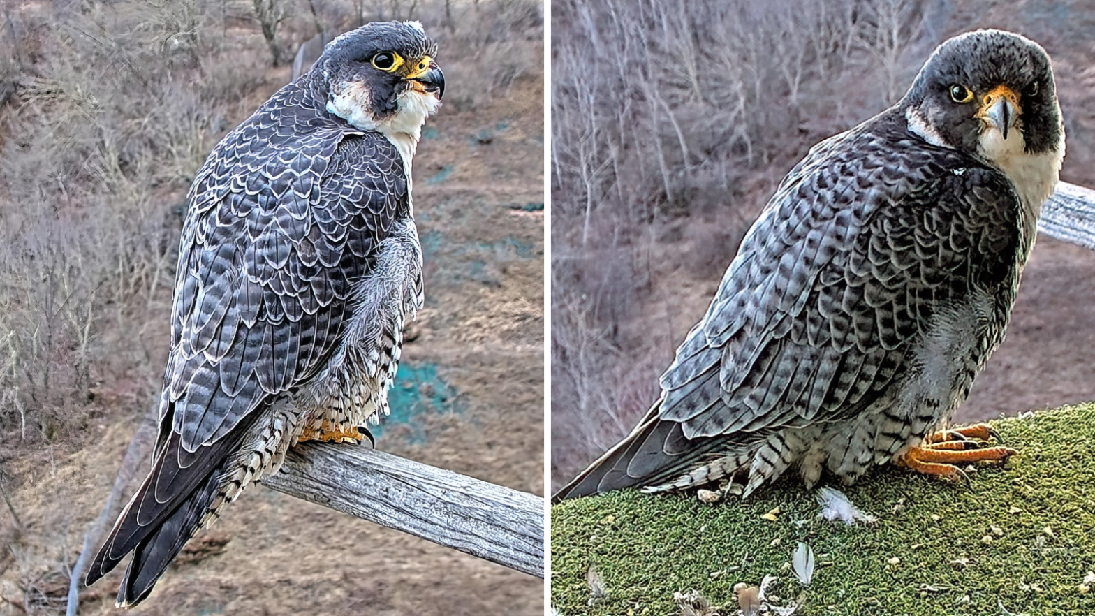 Peregrine falcon chicks named after beloved, long-term residents Brinn ...